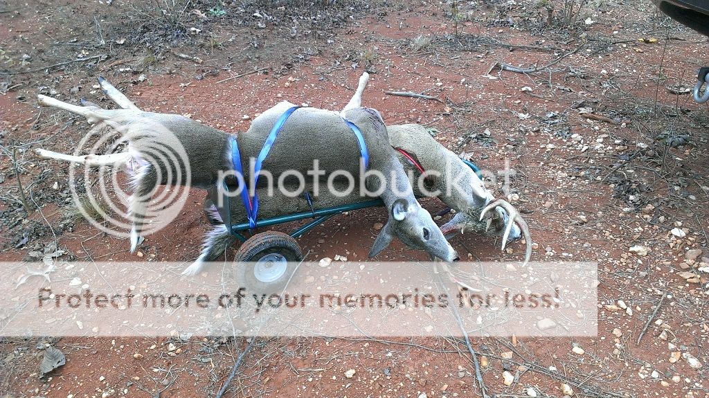 Paulding Forrest WMA | GON Forum