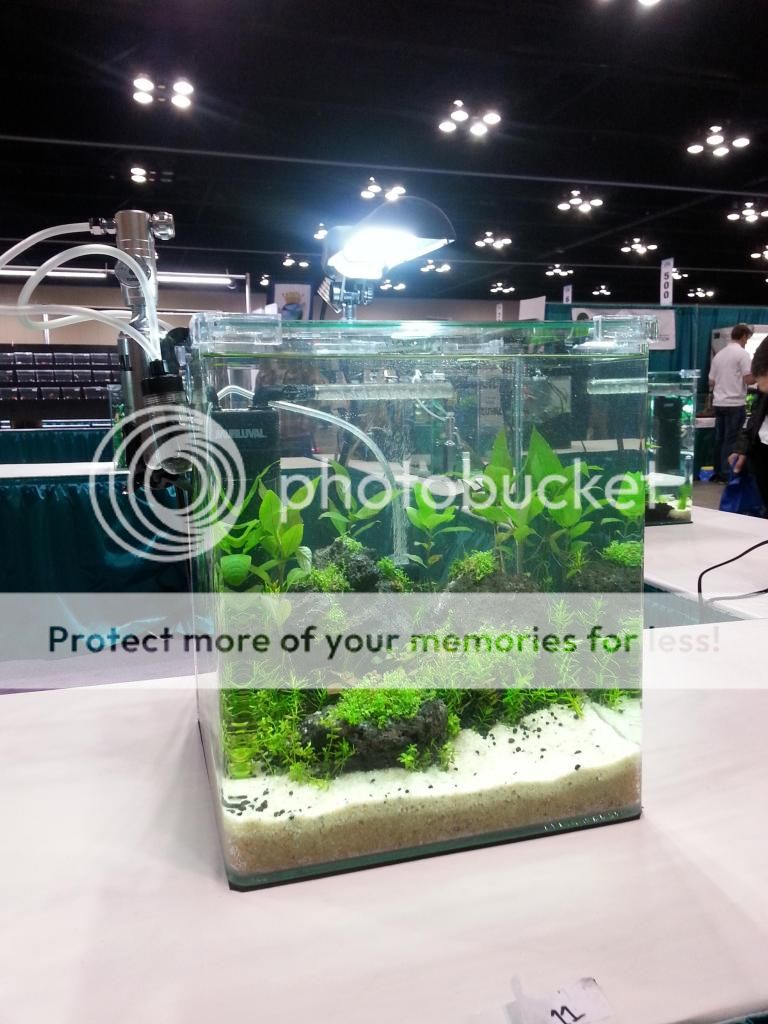 Small tank aquascaping contest - tank pictures! | Betta Fish Forum