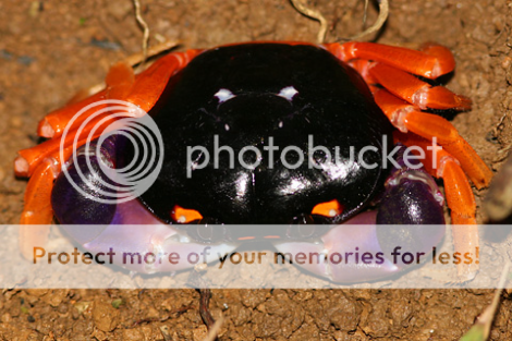 Byotipol Agokoy - MikeLigalig.com