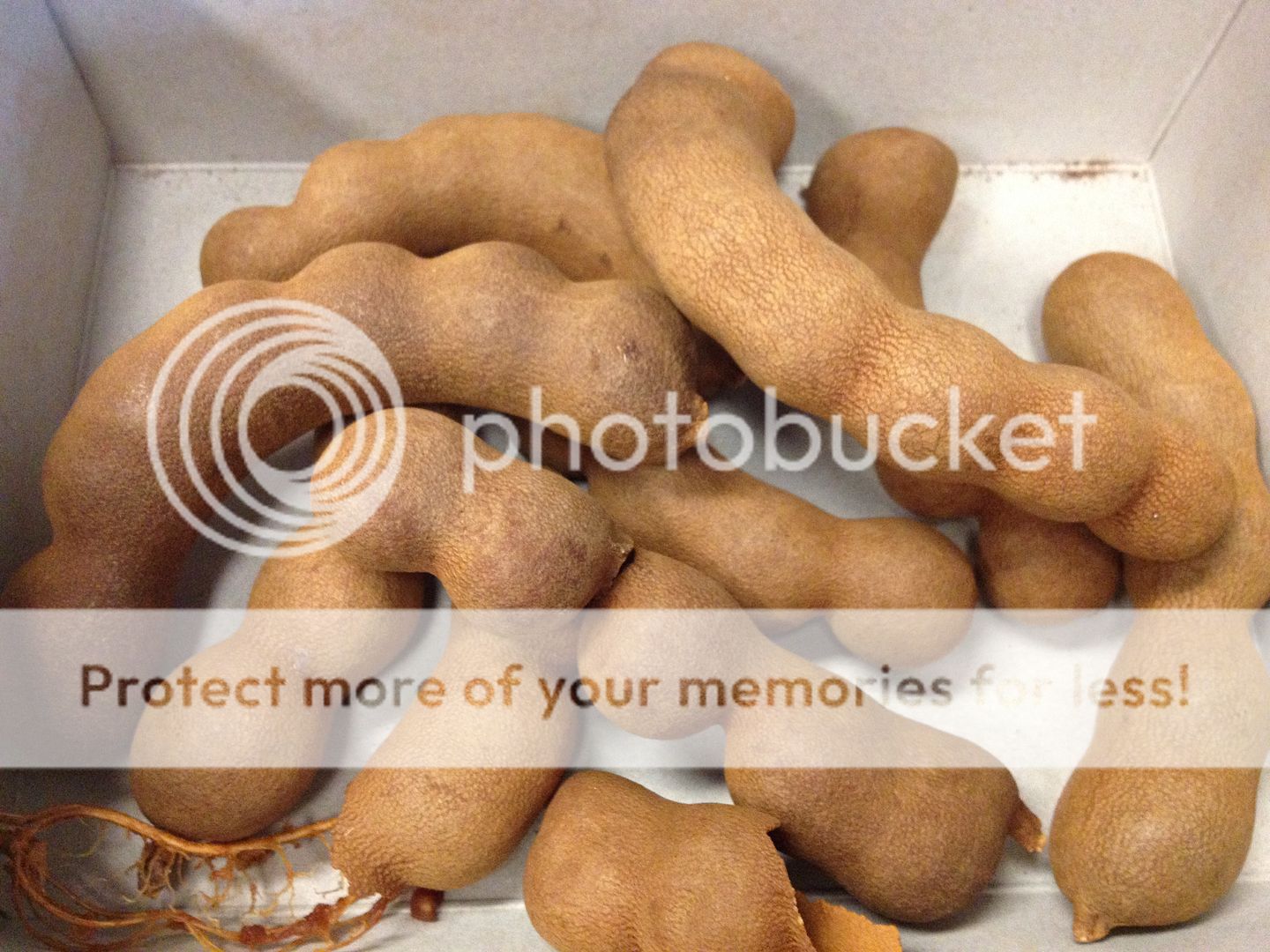 Sambag - MikeLigalig.com