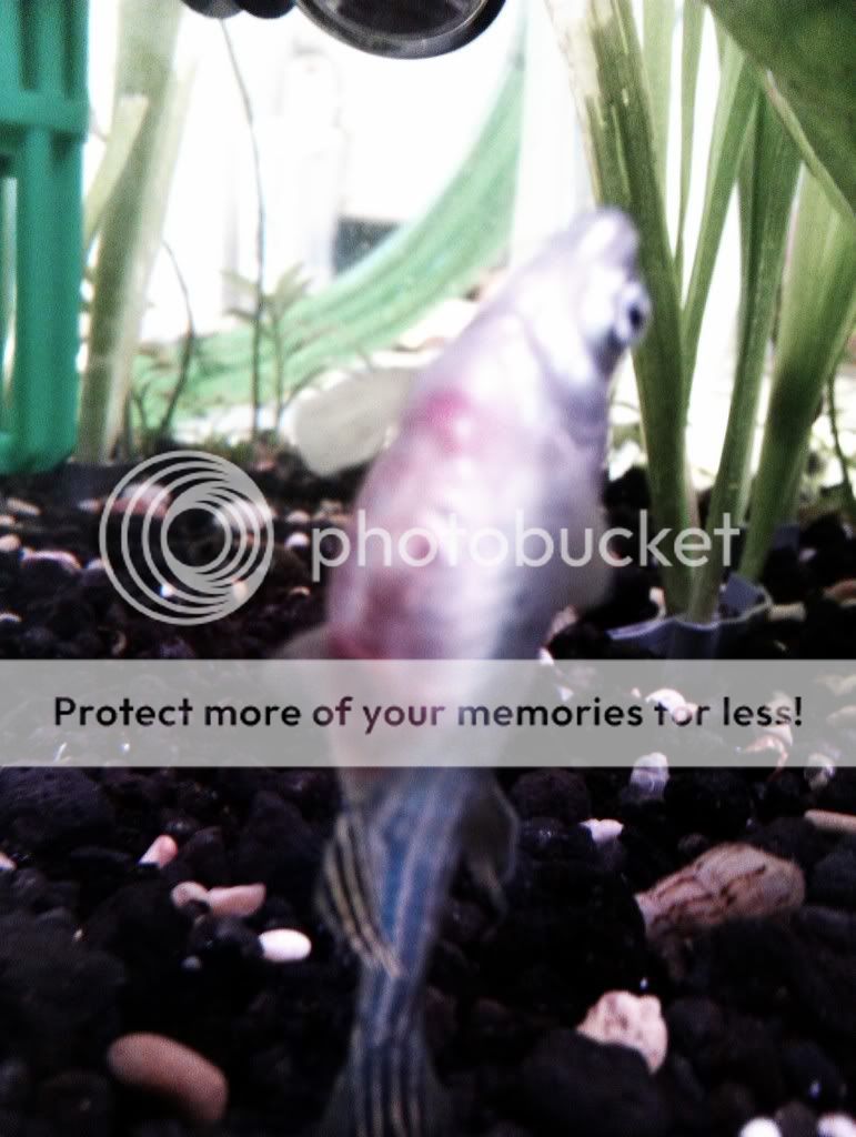 Very Very Bloated Zebra Danio | Fish Forum