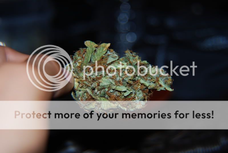 HQ pics of some dank...Rock Bud and TBK | Grasscity.Forum|The World’s ...